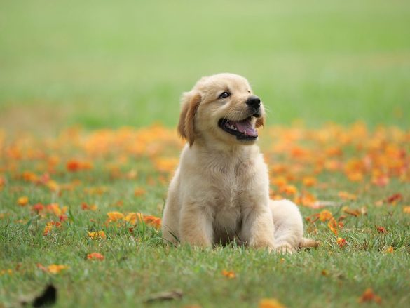 The 7 Stages of Puppy Development: Your Complete Timeline Guide