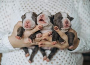 The 7 Stages of Puppy Development: Your Complete Timeline Guide