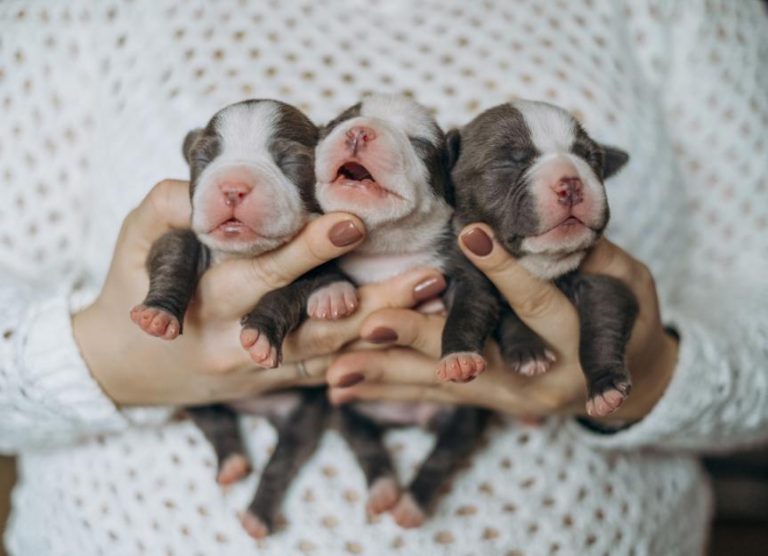 The 7 Stages of Puppy Development: Your Complete Timeline Guide