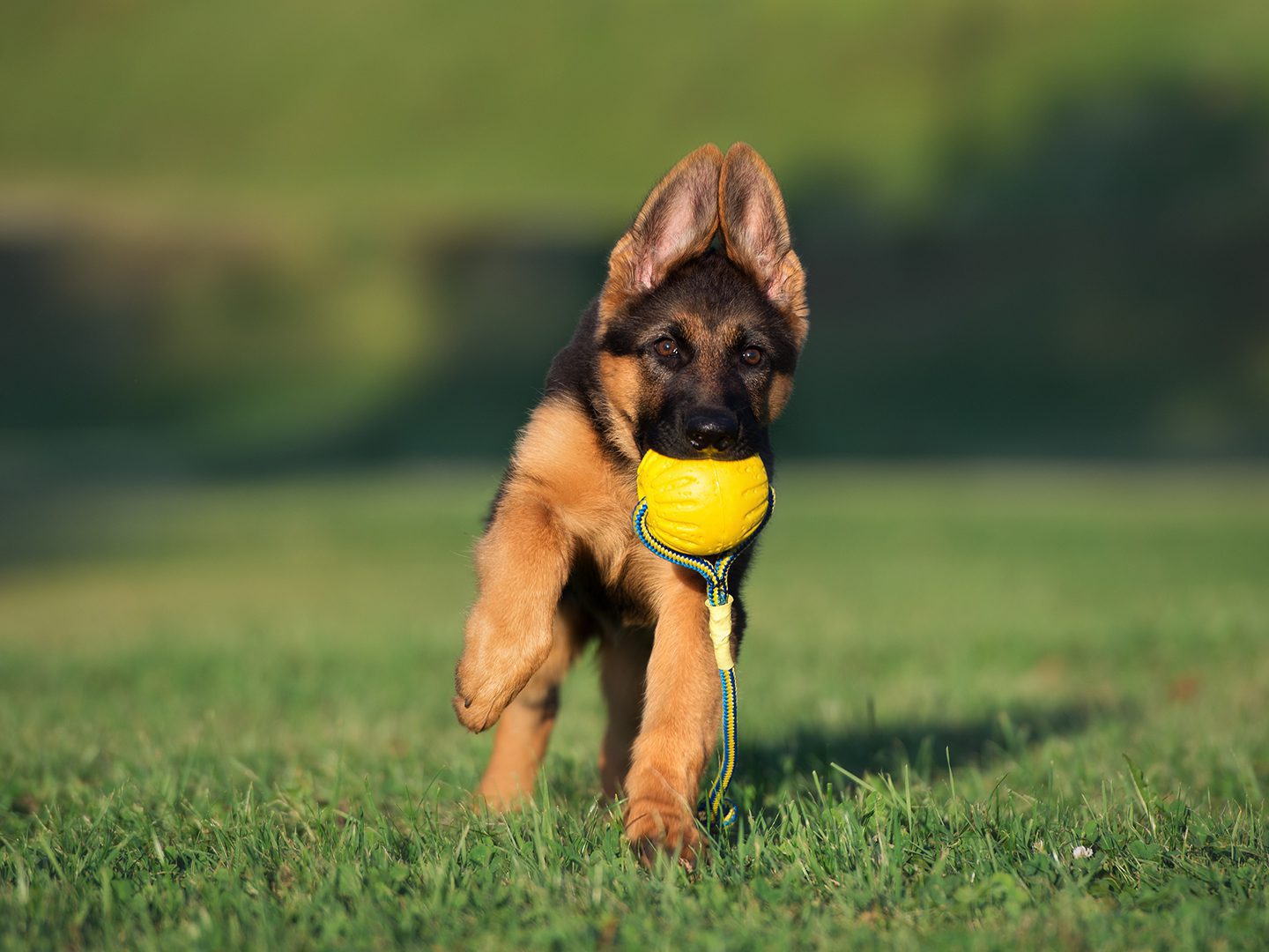 The 7 Stages of Puppy Development: Your Complete Timeline Guide
