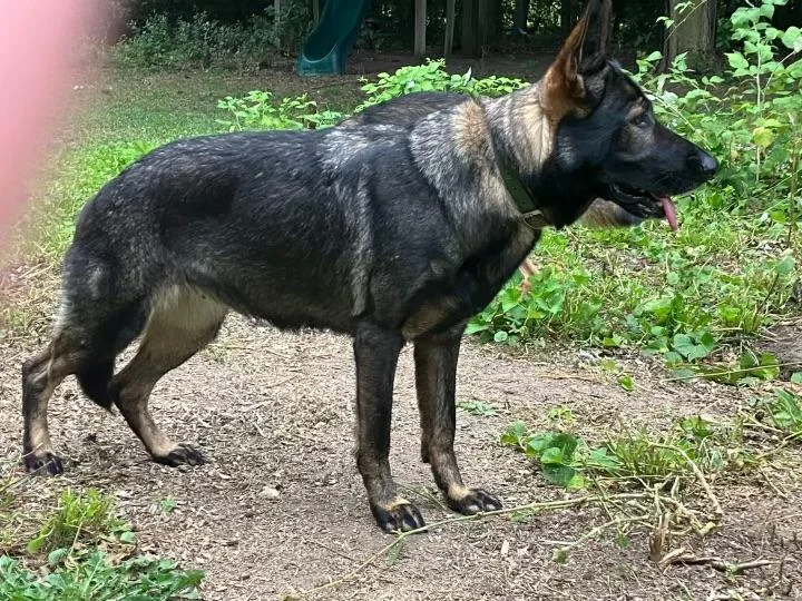 Sable German Shepherd - Dog Breed Facts and History