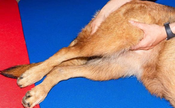 Pyometra in Dogs: Complete Signs, Treatment, and Veterinary Care