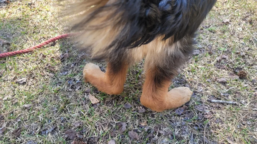 Cow Hock in Dogs: Expert Guide to Understanding, Managing & Prevention