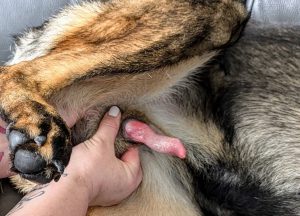 How to Fix Paraphimosis in Dogs at Home: Emergency Signs