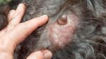 Mastitis in Dogs: Expert Guide to Symptoms, Treatment & Prevention